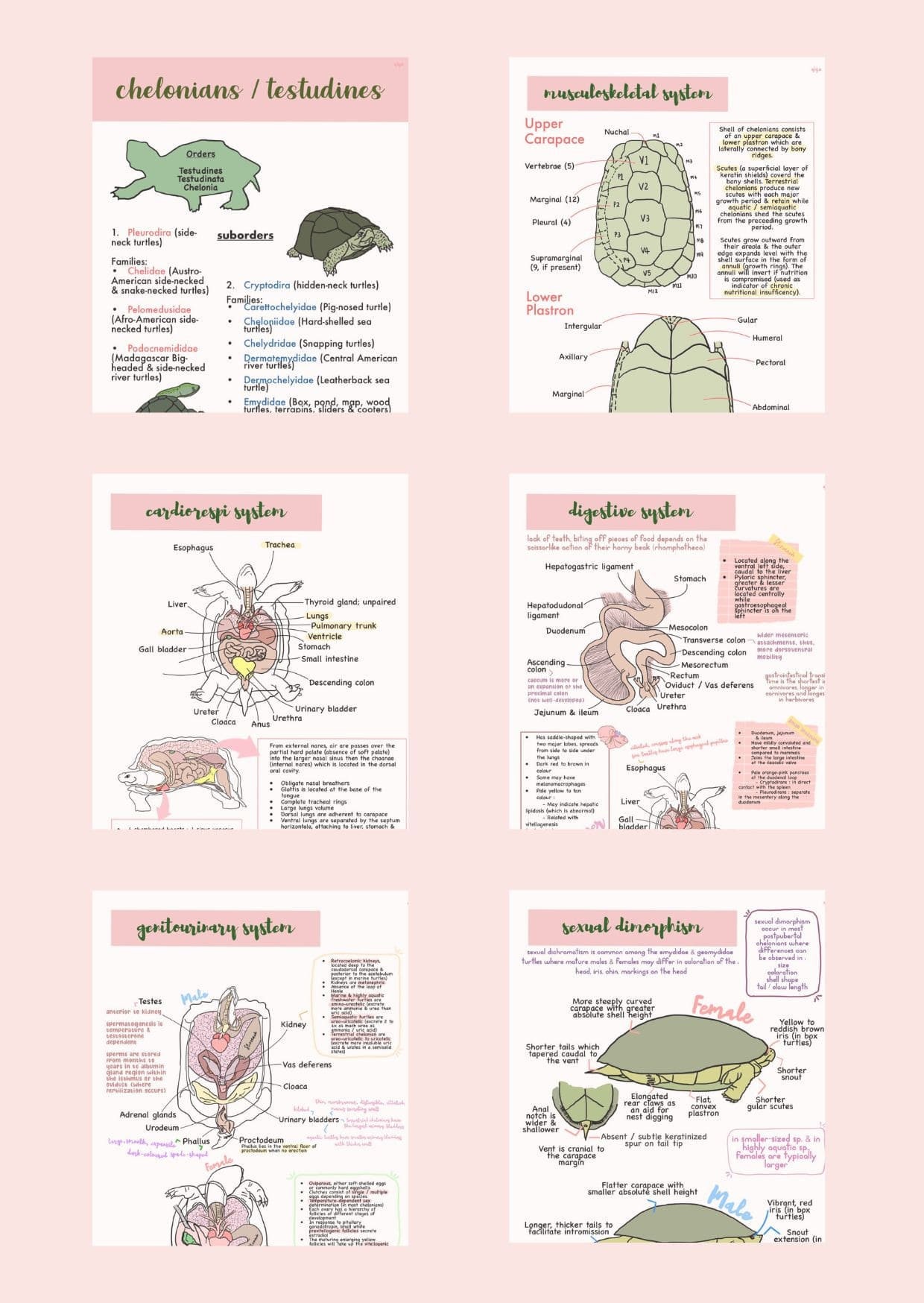 Vet Anatomy chelonian Anatomy - Etsy
