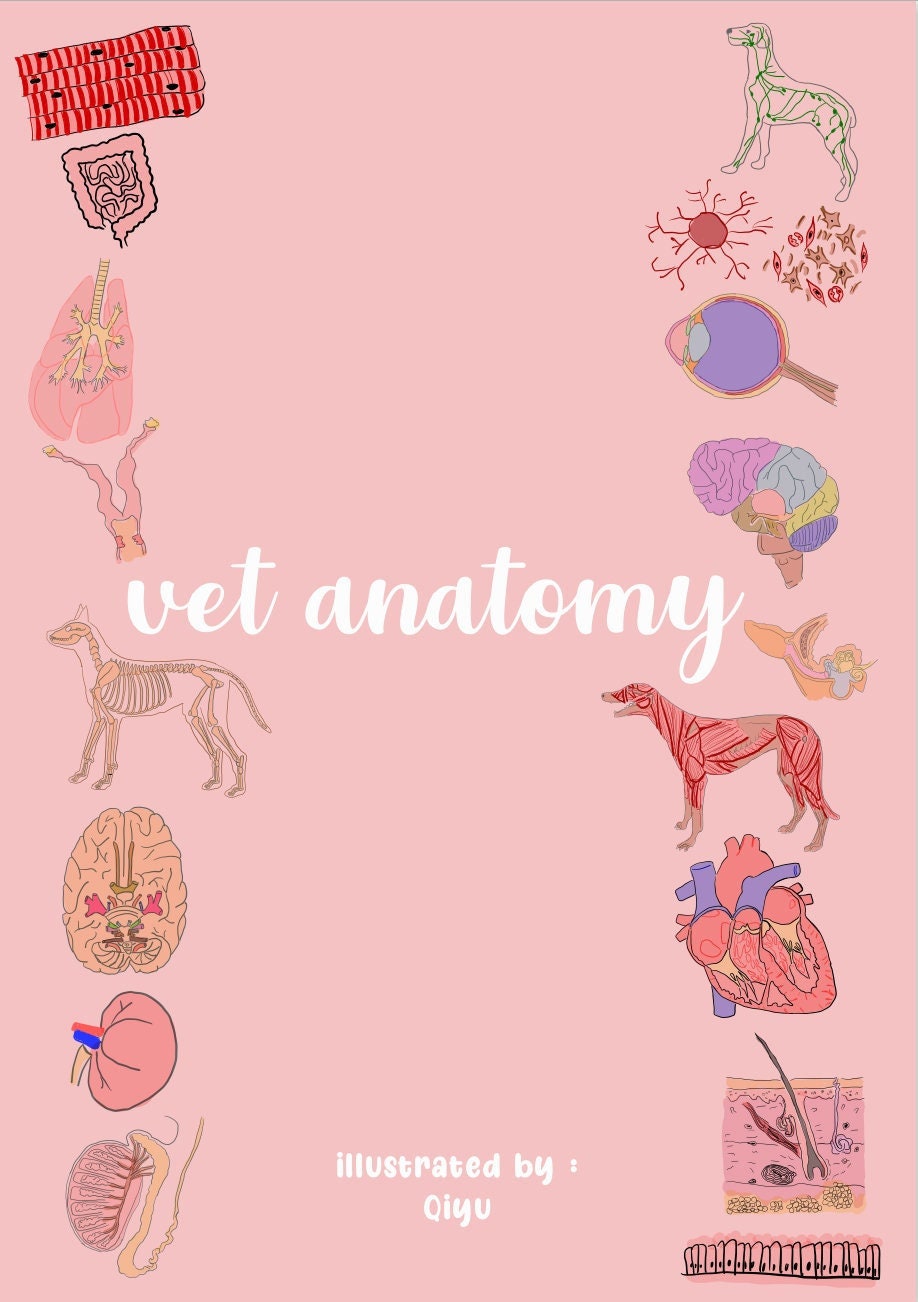 Vet Anatomy Bundle - Etsy