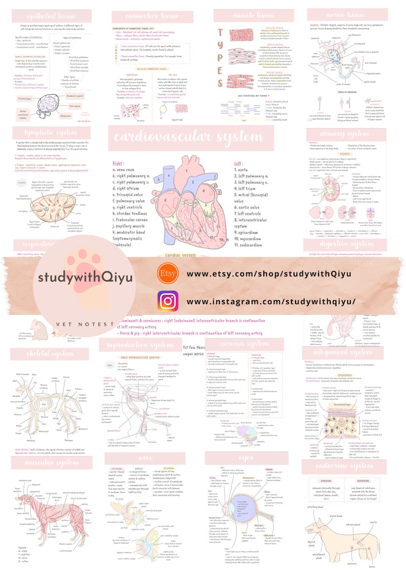 Vet Anatomy Bundle - Etsy