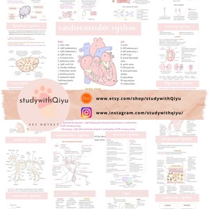 Vet Anatomy (musculoskeletal System) - Etsy