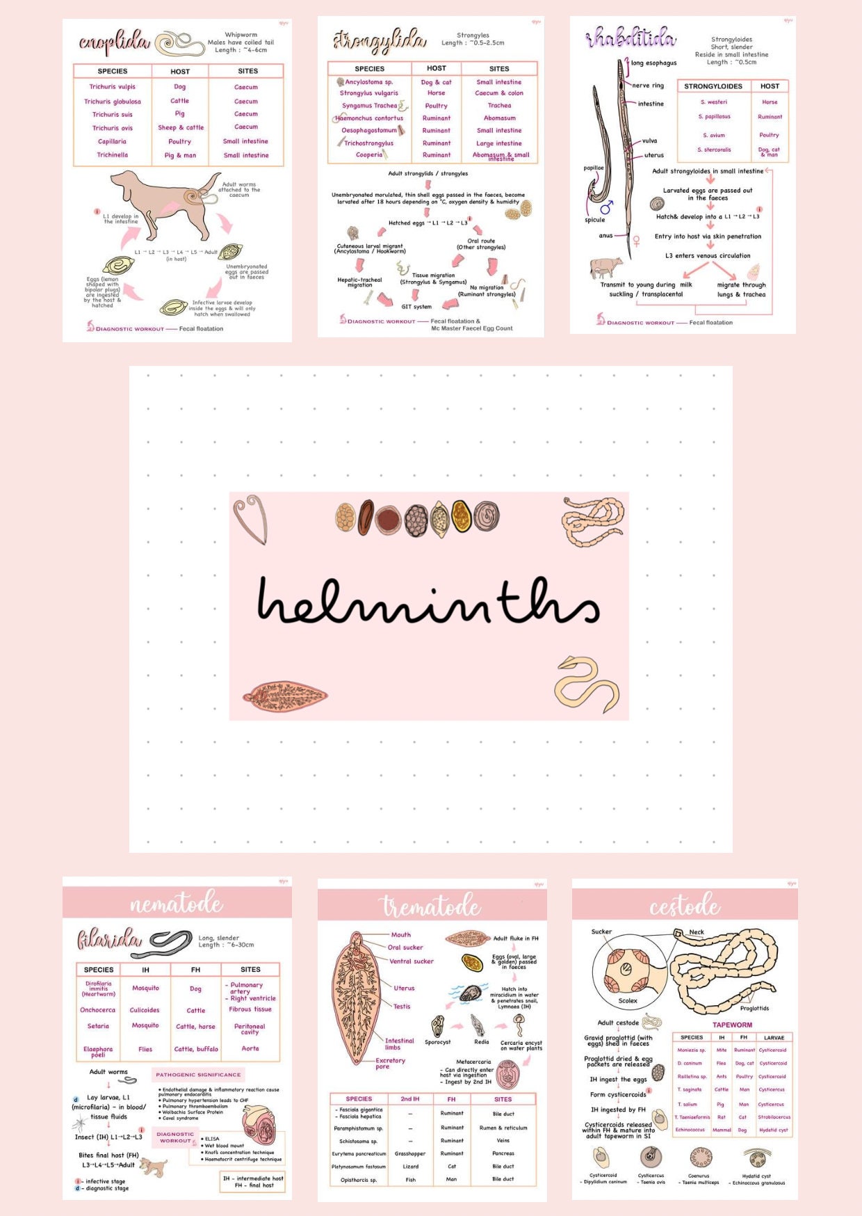 Vet Parasitology Bundle - Etsy