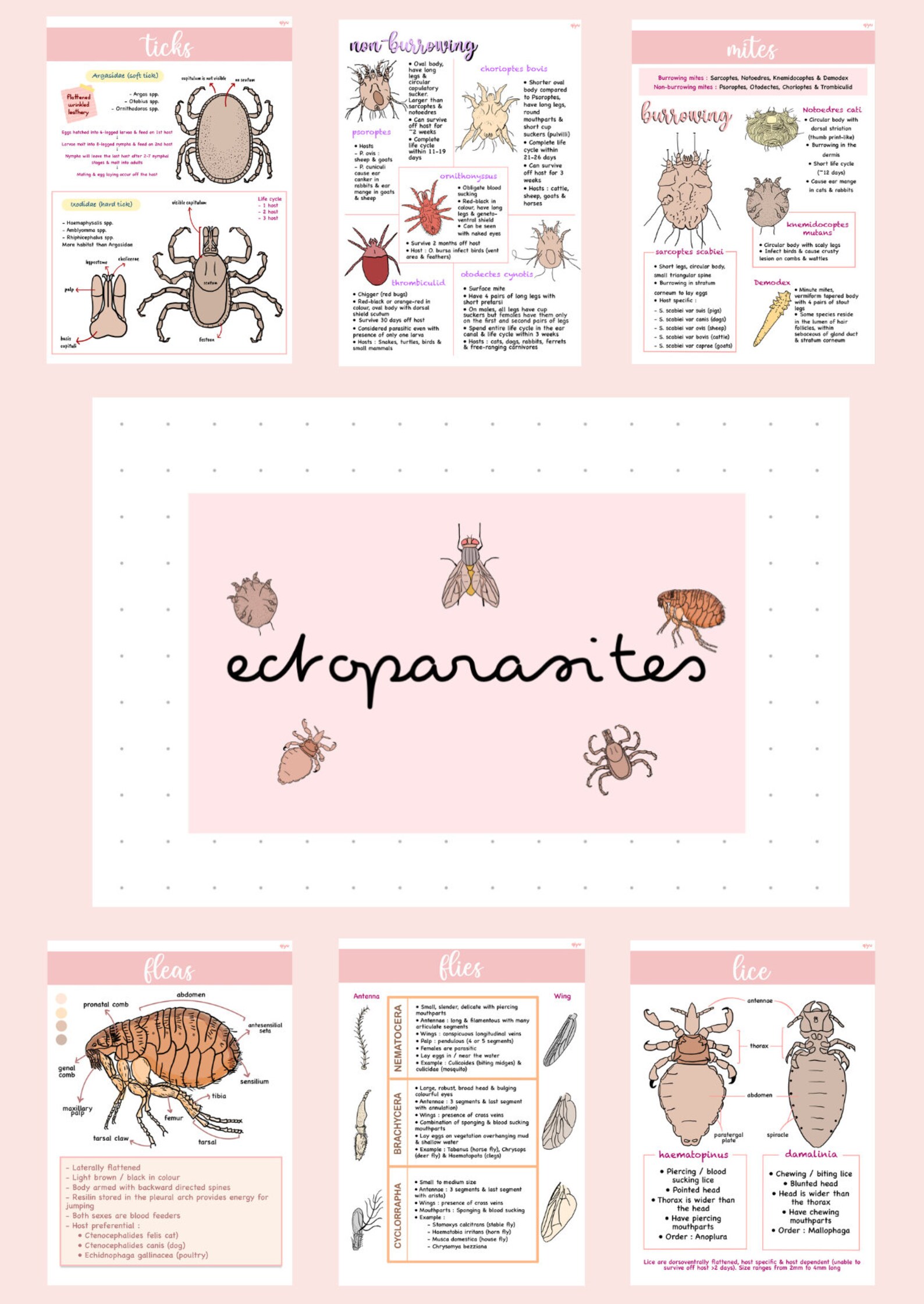 Vet Parasitology Bundle - Etsy