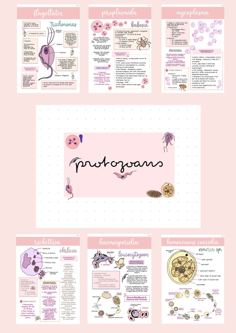 Vet Parasitology (protozoans) - Etsy