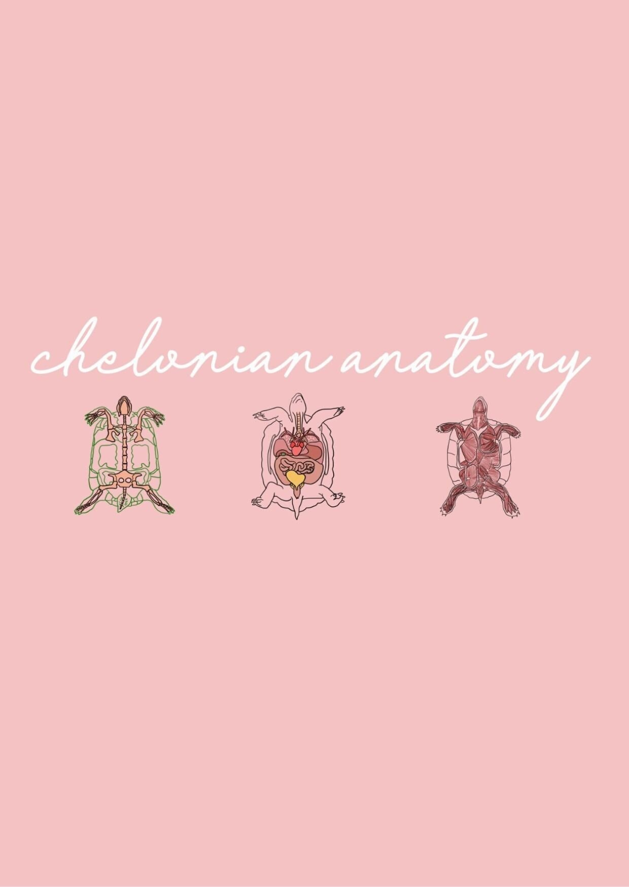 Vet Anatomy chelonian Anatomy - Etsy