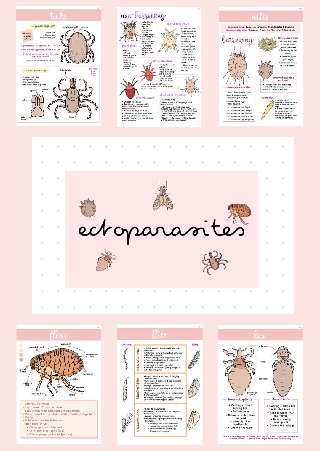 Vet Parasitology (ectoparasites) - Etsy