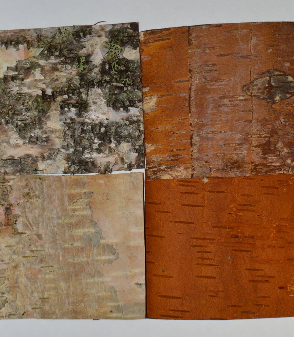 Birch Bark Sheets - Etsy