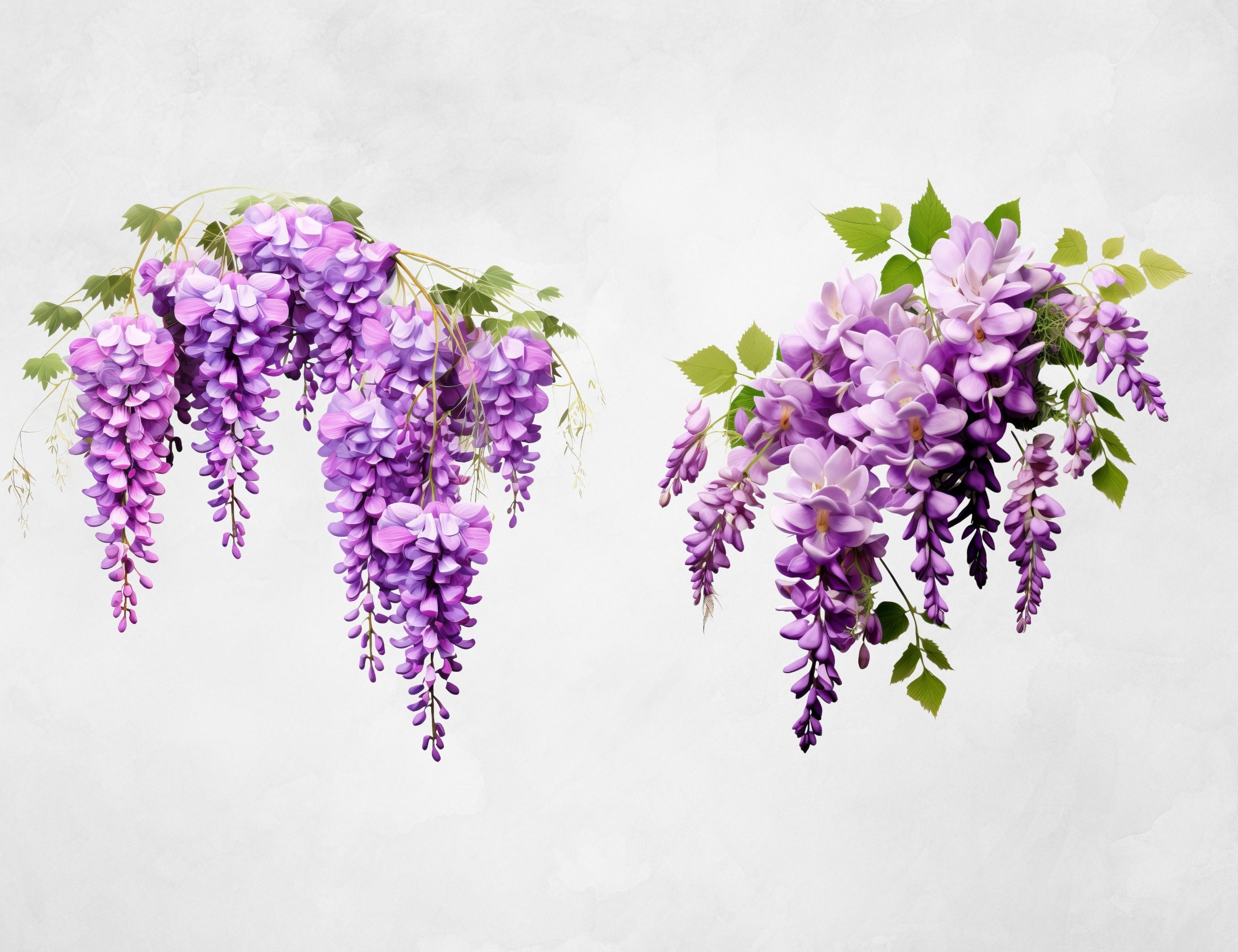 Wisteria Clipart, Watercolor Florals, Purple Spring Flower, PNG, Wreath ...
