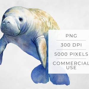 Manatee Clipart, Watercolor Sea Cow, Cute Ocean Animal, Sea Life ...