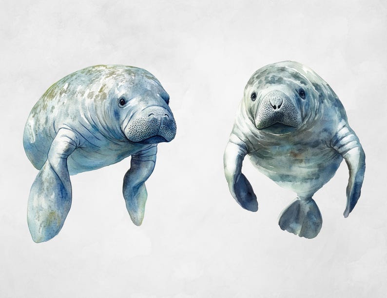 Manatee Clipart, Watercolor Sea Cow, Cute Ocean Animal, Sea Life ...