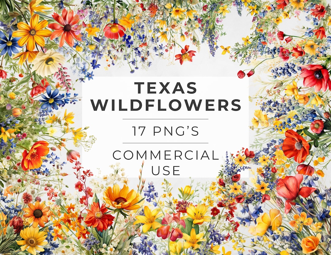 Texas Wildflowers Clipart: Watercolor Bluebonnet PNG Images (commercial ...