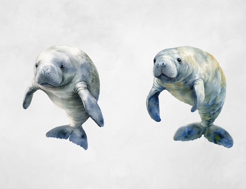 Manatee Clipart, Watercolor Sea Cow, Cute Ocean Animal, Sea Life ...
