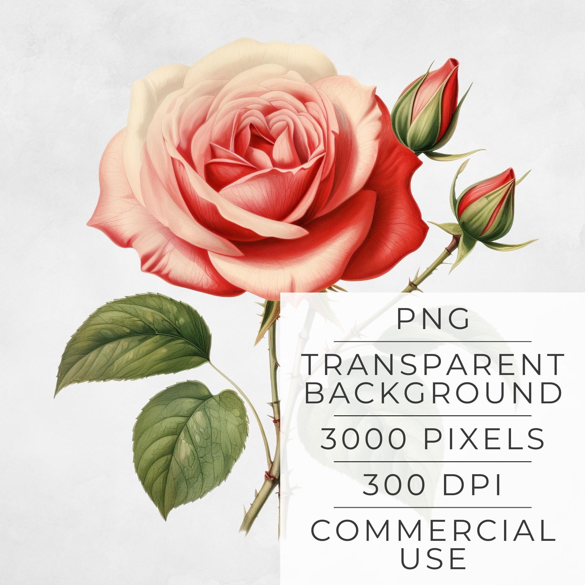 Vintage Rose Transparent PNG Clipart, Floral Image, Watercolor Graphic ...