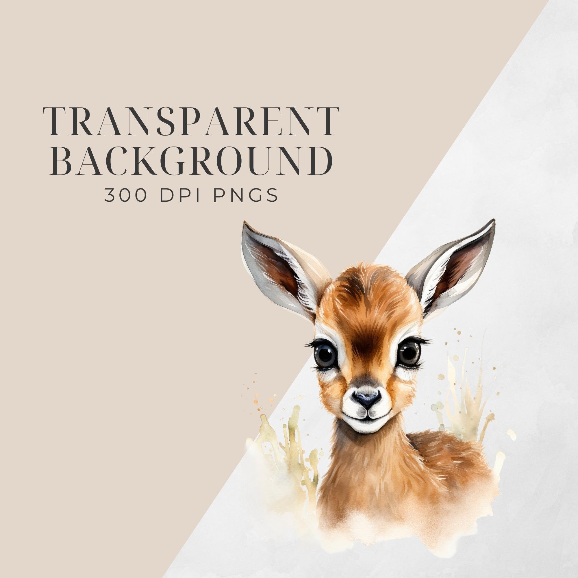 Baby Springbok Transparent PNG Clipart Safari Animal Image - Etsy