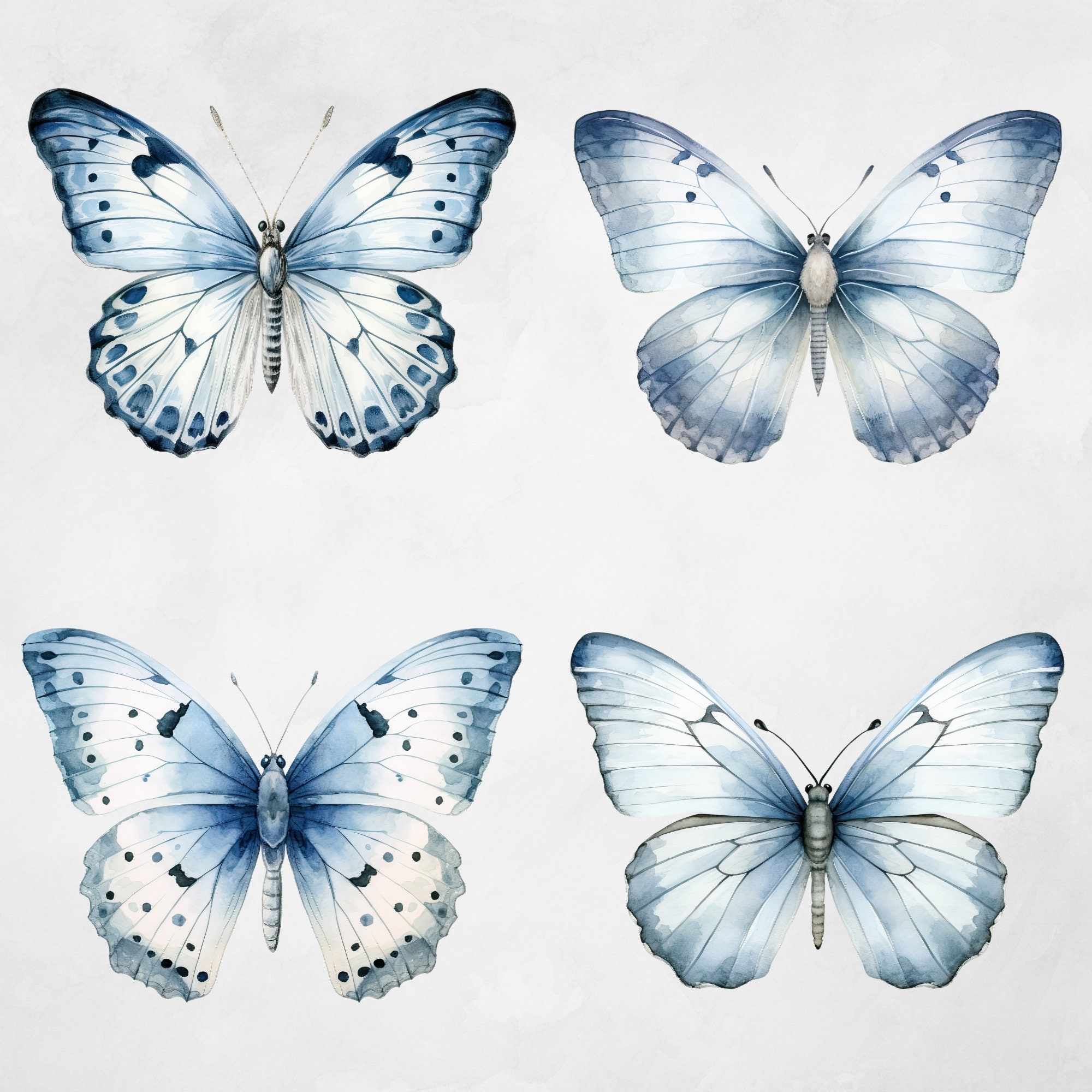 Dusty Blue Roses and Peonies, White Floral Clipart, Watercolor Flowers ...