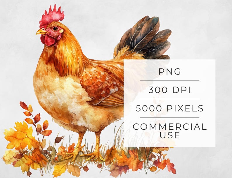 Chicken in Autumn Clipart, Watercolor Fall Farm Animal, Pumpkin ...