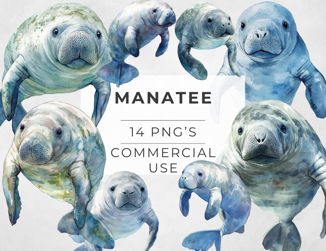 Manatee Clipart, Watercolor Sea Cow, Cute Ocean Animal, Sea Life ...