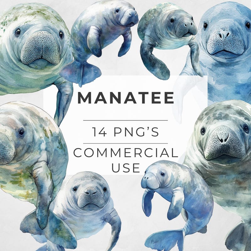 Manatee Watercolor - Etsy