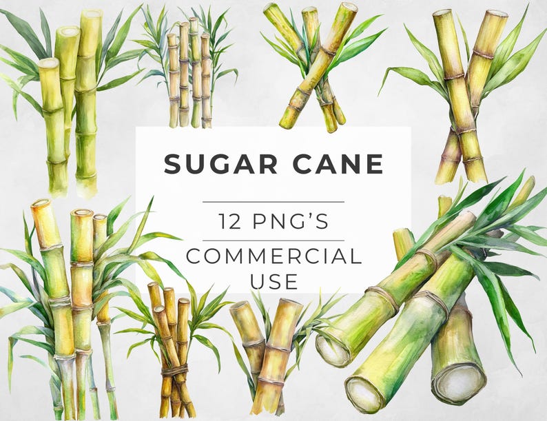 Sugar Cane Clipart: Greenery PNG Graphics (digital Download) - Etsy