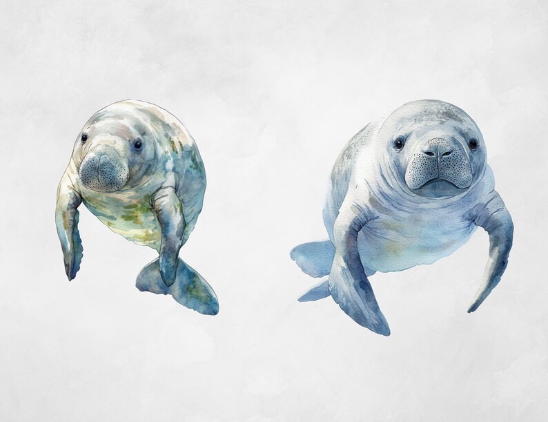 Manatee Clipart, Watercolor Sea Cow, Cute Ocean Animal, Sea Life ...