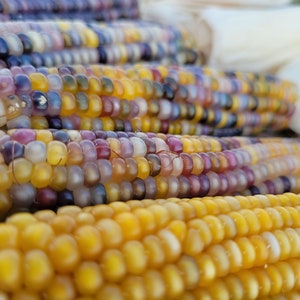 Beautiful Glass Gem Indian Corn - Etsy