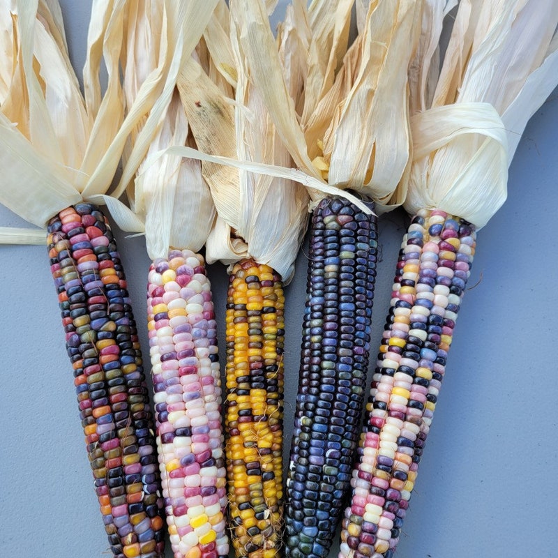 Glass Corn - Etsy