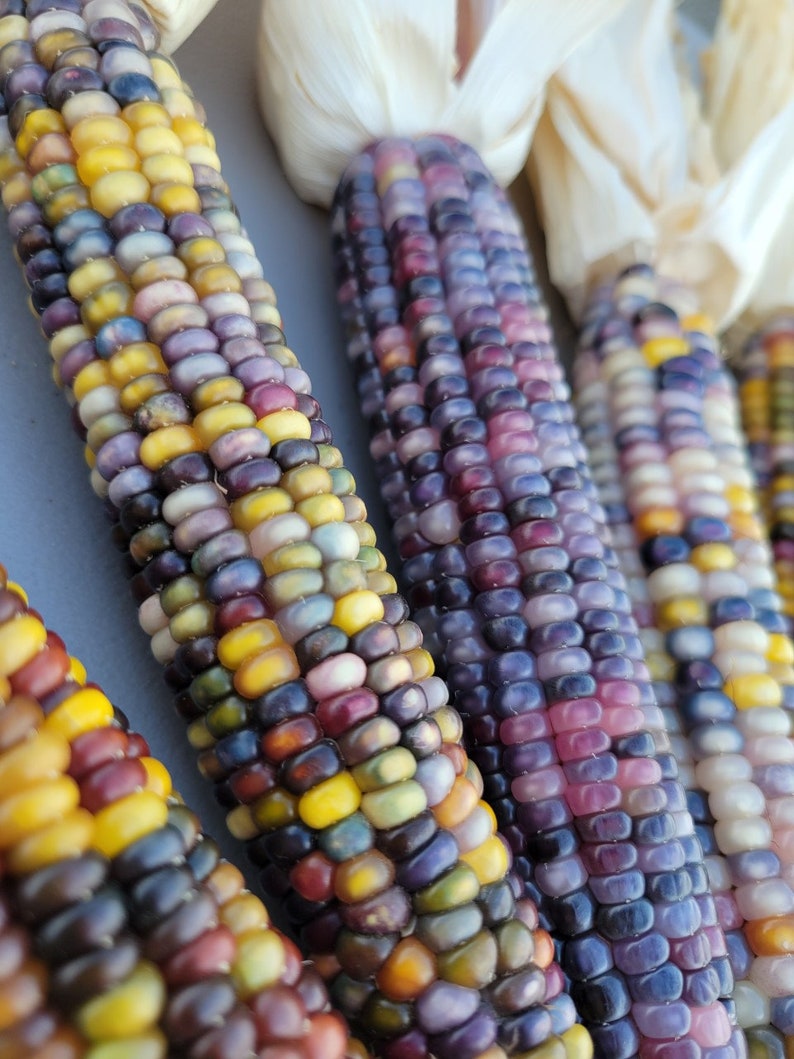 Beautiful Glass Gem Indian Corn - Etsy