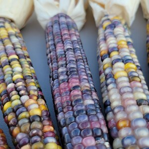 Beautiful Glass Gem Indian Corn - Etsy