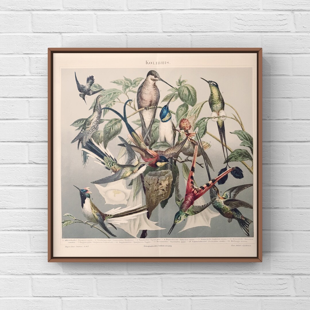 Antique Hummingbird Print: 1890s German Encyclopedia Illustration - Etsy