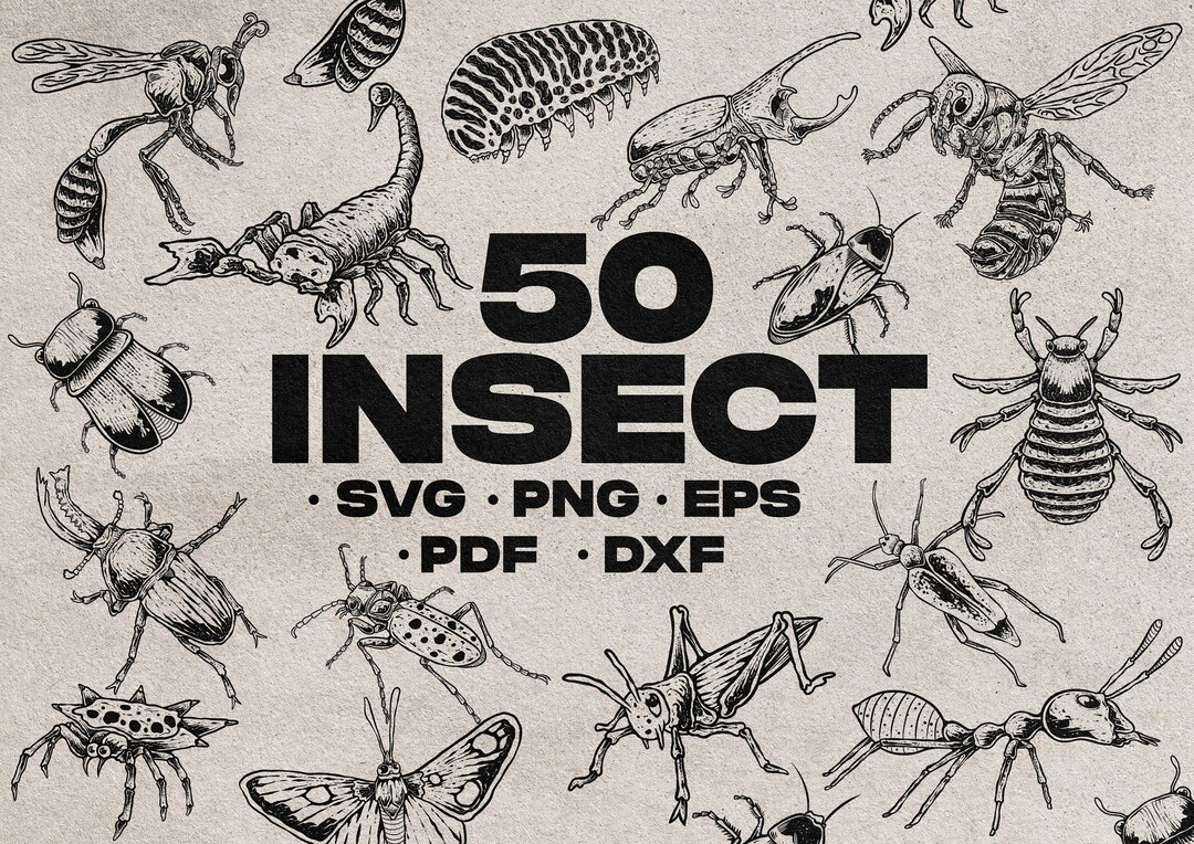 Insecto SVG, paquete de insectos SVG, paquete Svg, archivos SVG para ...