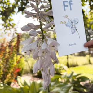 Printable Flower Alphabet Flashcards - Educational Floral Learning ...