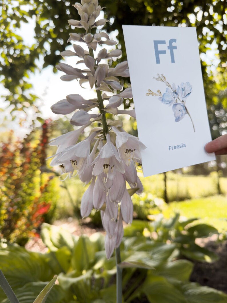 Printable Flower Alphabet Flashcards - Educational Floral Learning ...