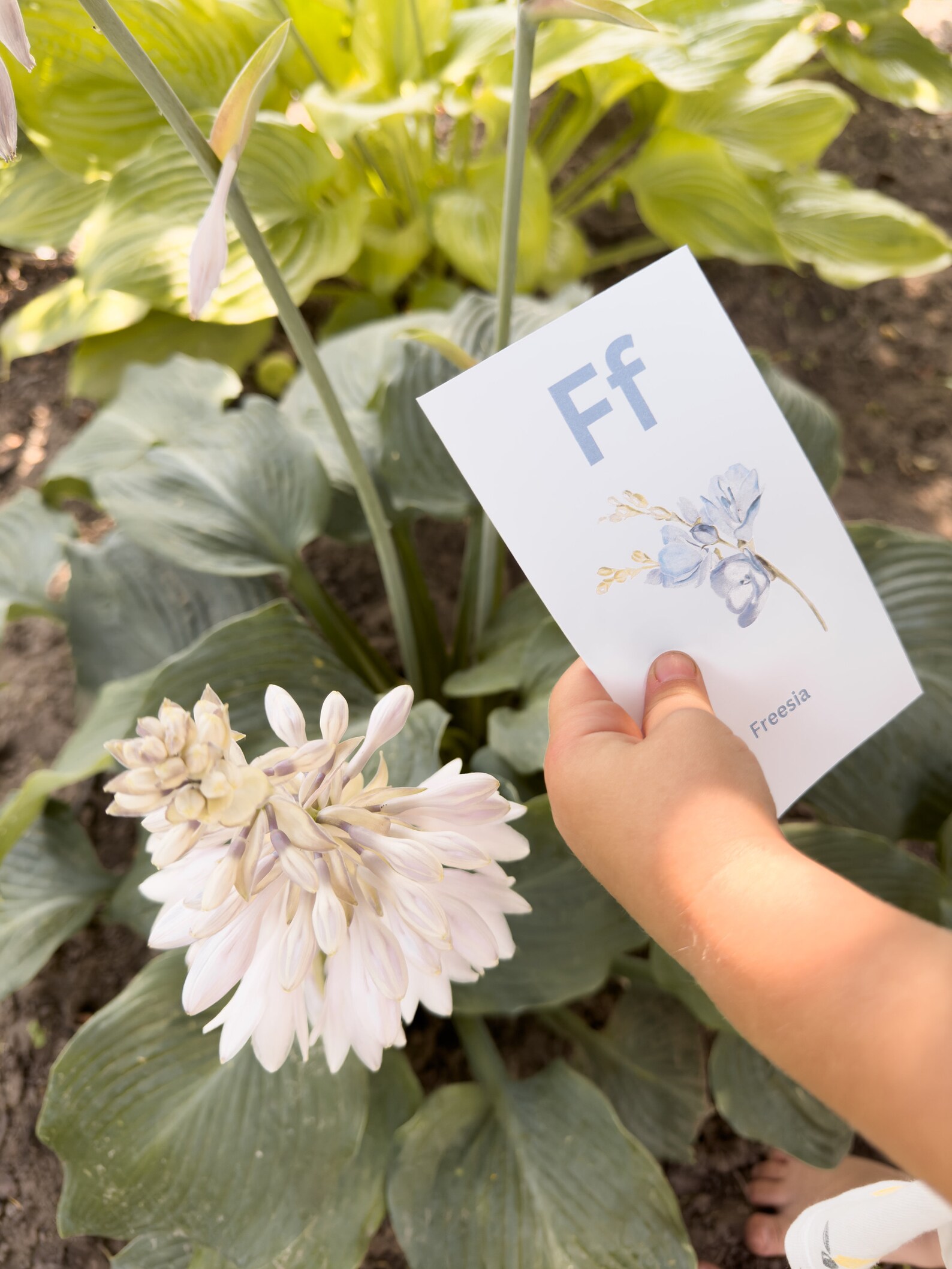Printable Flower Alphabet Flashcards - Educational Floral Learning ...