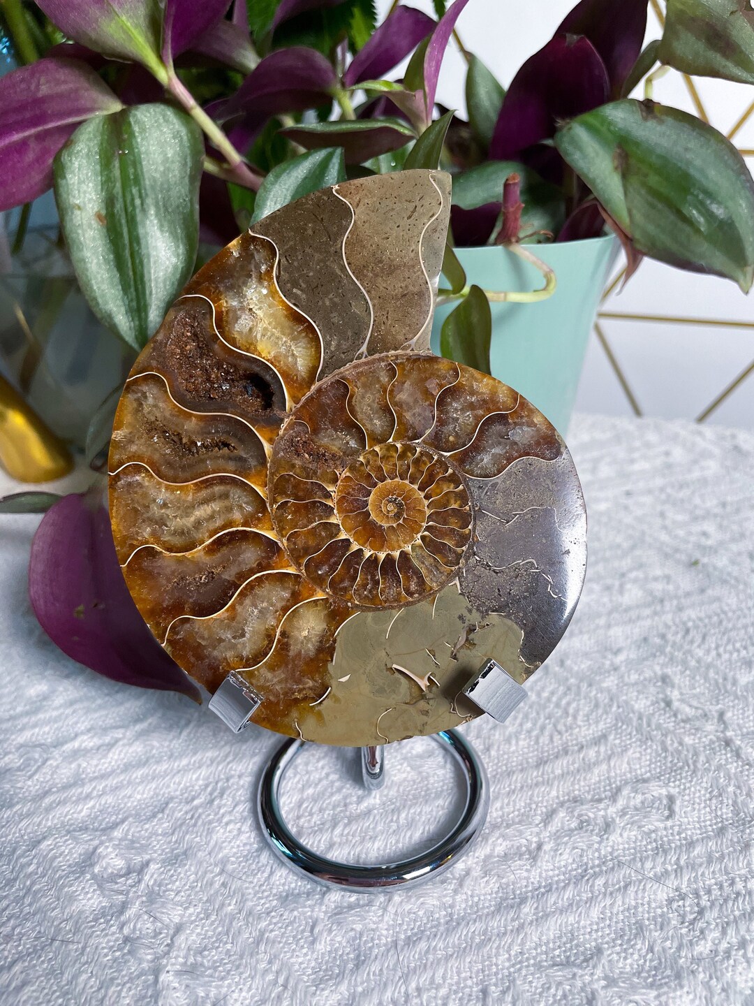 Ammonite Slab Ammonite on Stand Large Ammonite Change Transition High ...