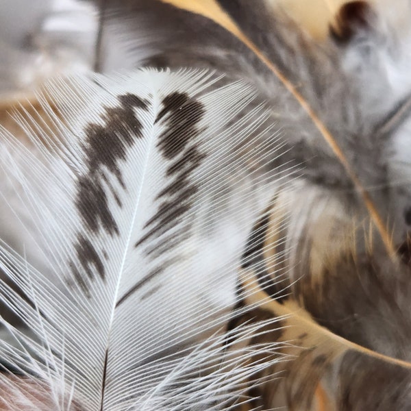 Rare Bird Feathers - Etsy