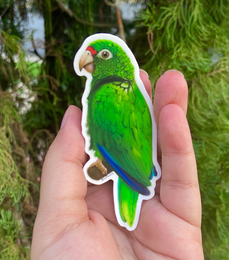 Cotorra Puertorriqueña, Puerto Rican Parrot Sticker, Iguaca, Puerto ...