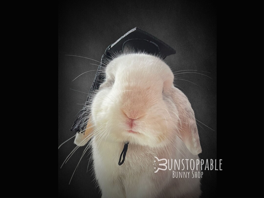 Graduation Hats for Bunnies/ Rabbits / Small Pets - Etsy