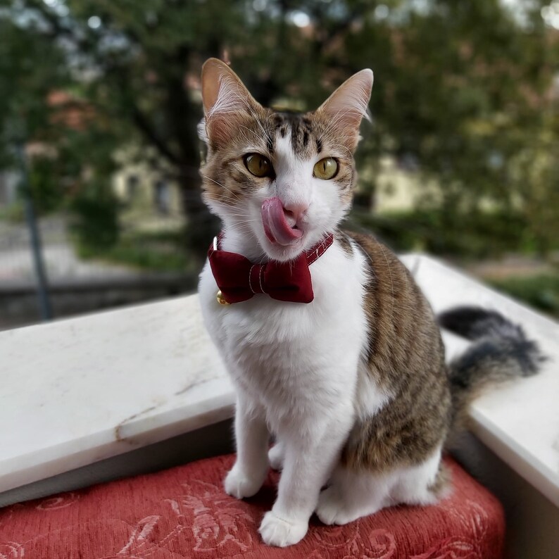 Burgundy Claret Red Cat Collar With Bell Cool Cat Collar | Etsy