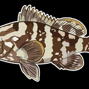 Fish Logo- Grouper Fish, Full Art Vector of Grouper Fish - Etsy