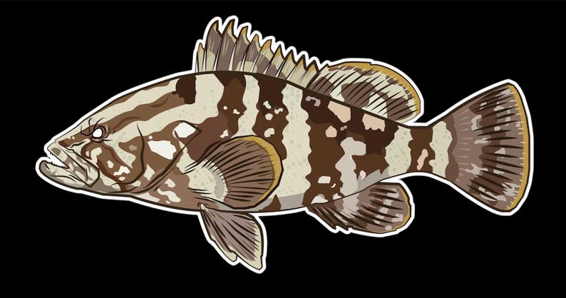 Fish Logo- Grouper Fish, Full Art Vector of Grouper Fish - Etsy