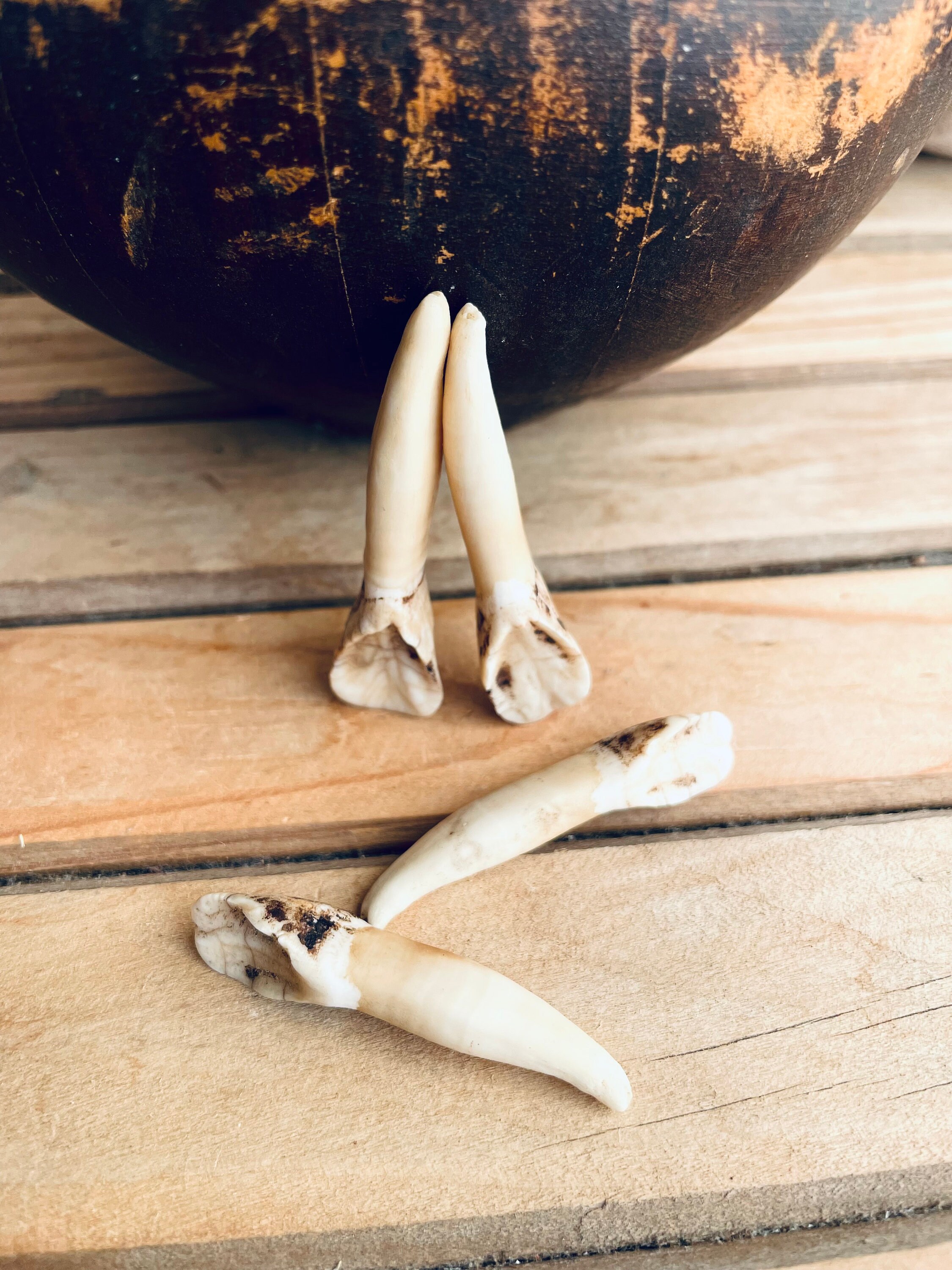 4 Pieces Natural Deer Tooth, Real Large Animal Tooth, Craft Supplier ...