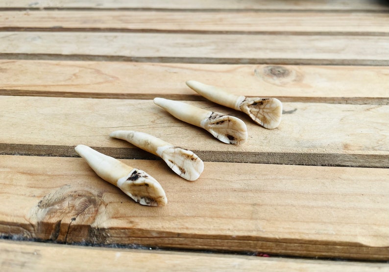 4 Pieces Natural Deer Tooth, Real Large Animal Tooth, Craft Supplier ...