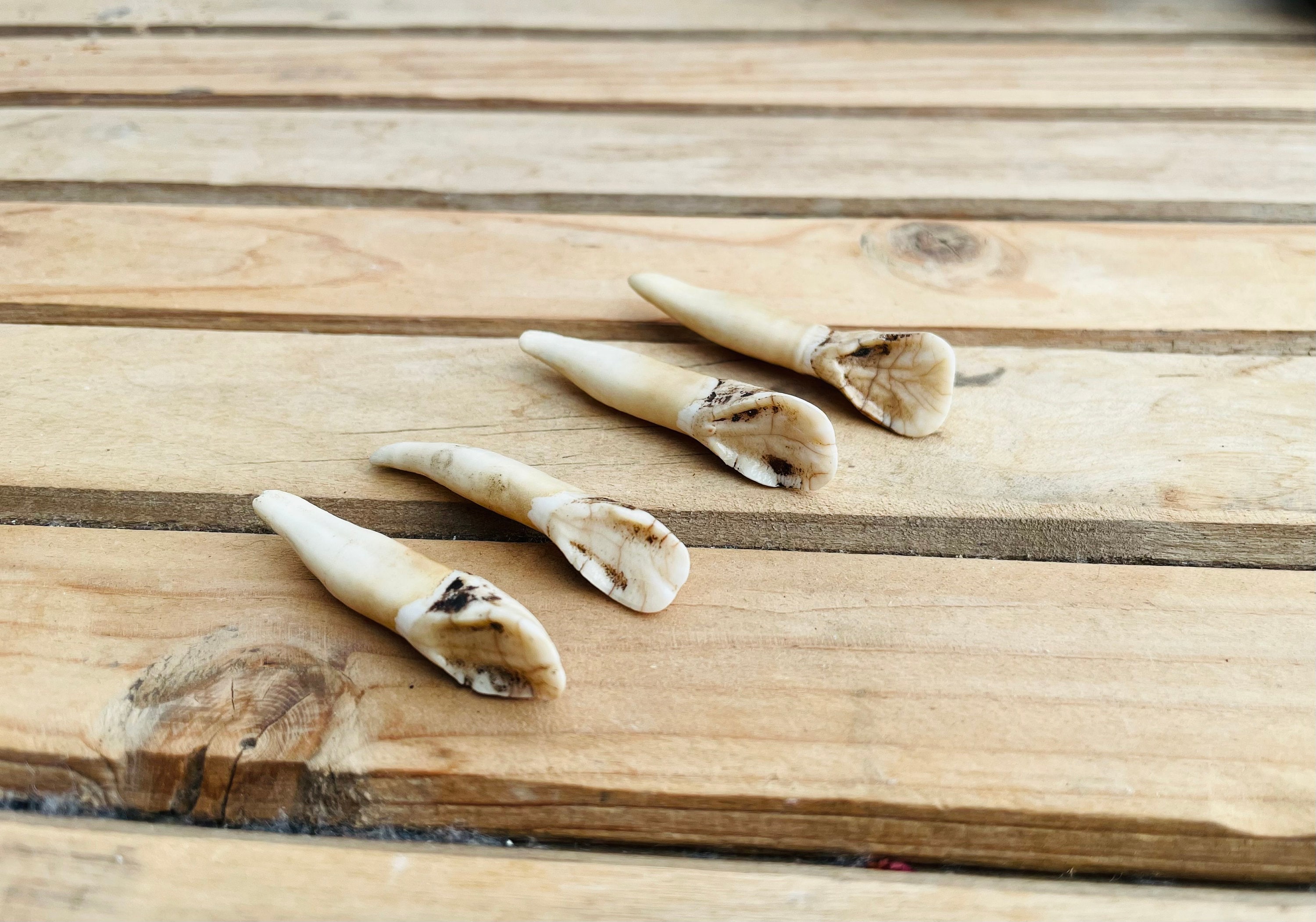 4 Pieces Natural Deer Tooth, Real Large Animal Tooth, Craft Supplier ...