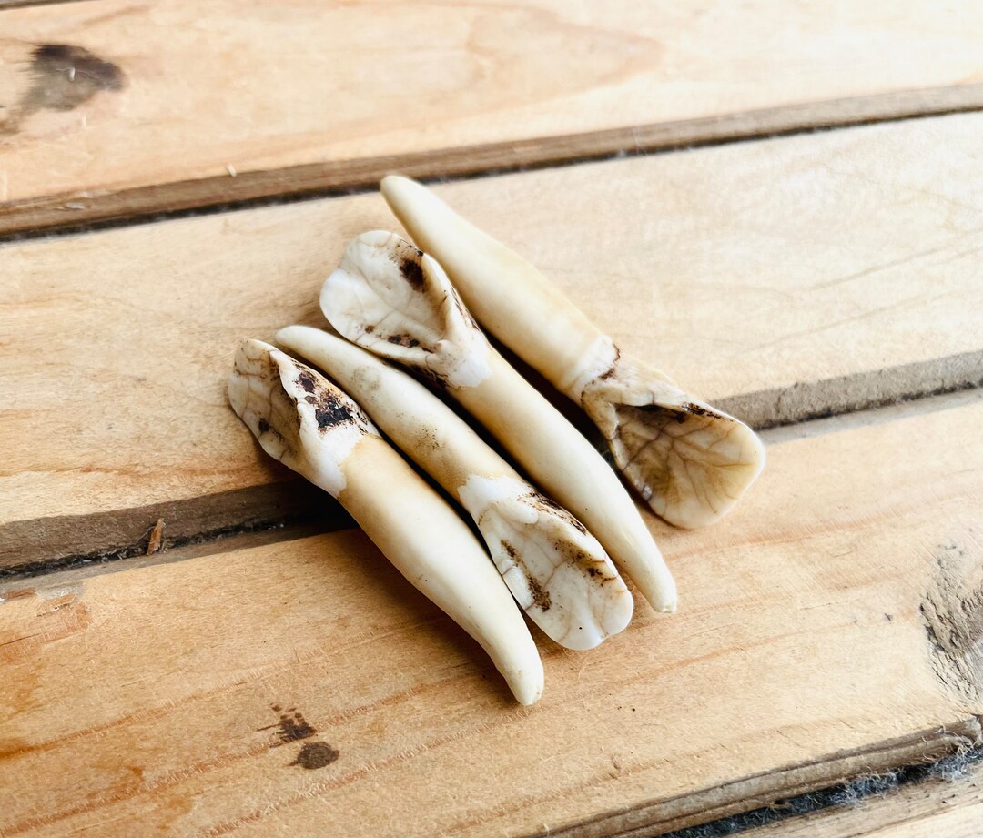 4 Pieces Natural Deer Tooth, Real Large Animal Tooth, Craft Supplier ...