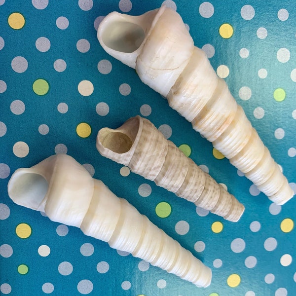 Seashell Pipe - Etsy