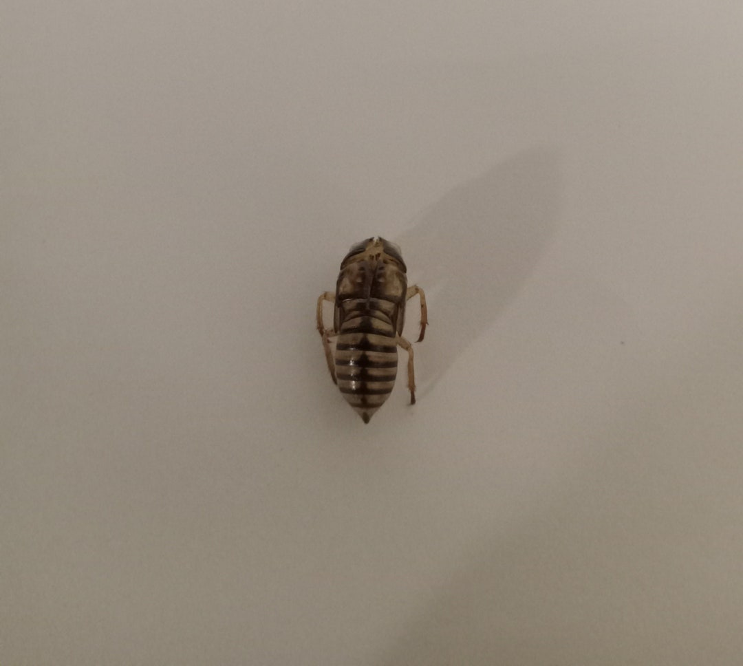 Exoskeleton of a Bee - Etsy