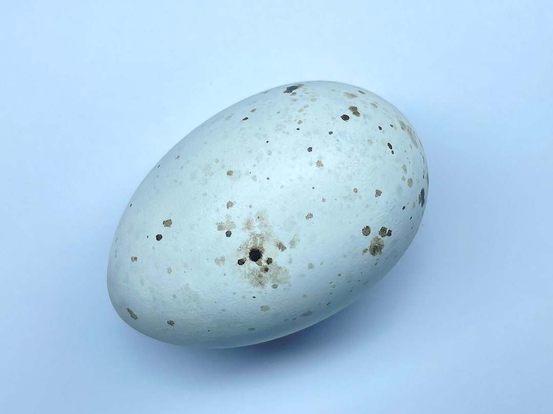 Southern Bald Ibis Replica Bird Egg - Etsy