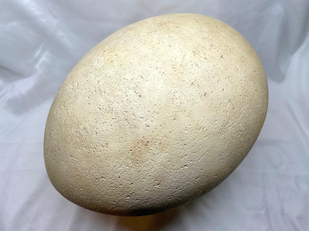 Extinct Elephant Bird Replica Egg - Etsy