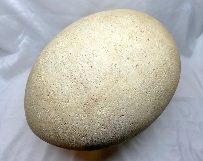 Extinct Elephant Bird Replica Egg Etsy