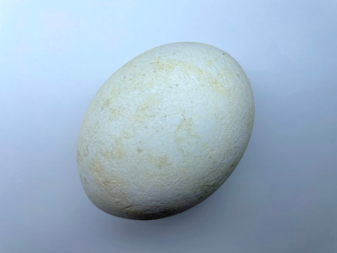 Harpy Eagle Replica Bird Egg - Etsy