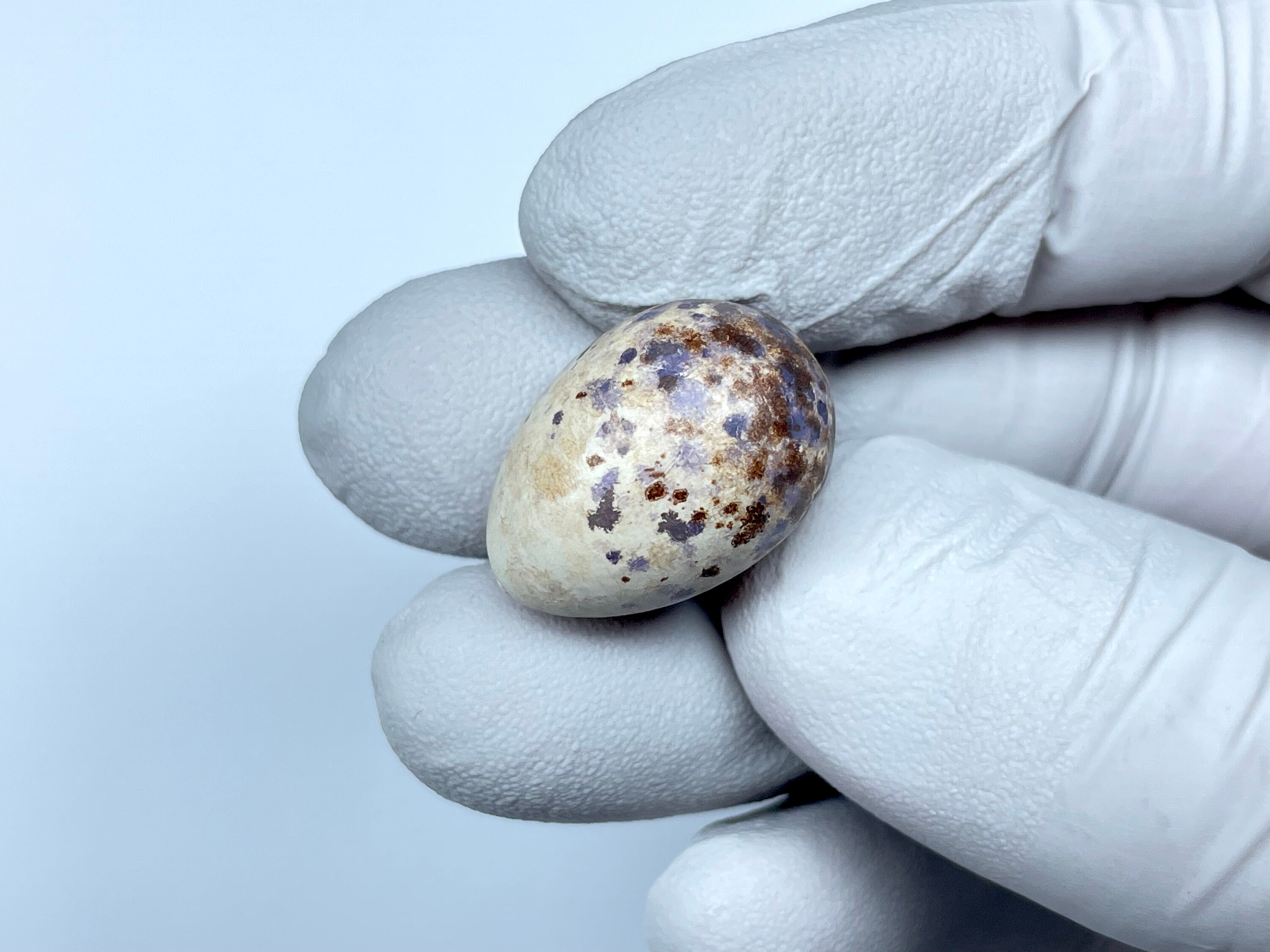 Oahu Amakihi Replica Bird Egg - Etsy